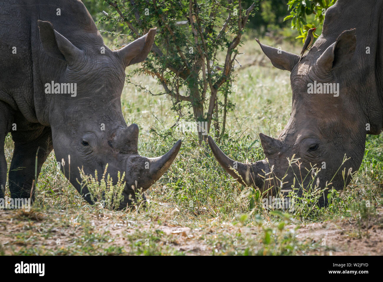 Two horned rhinoceros hi-res stock photography and images - Alamy