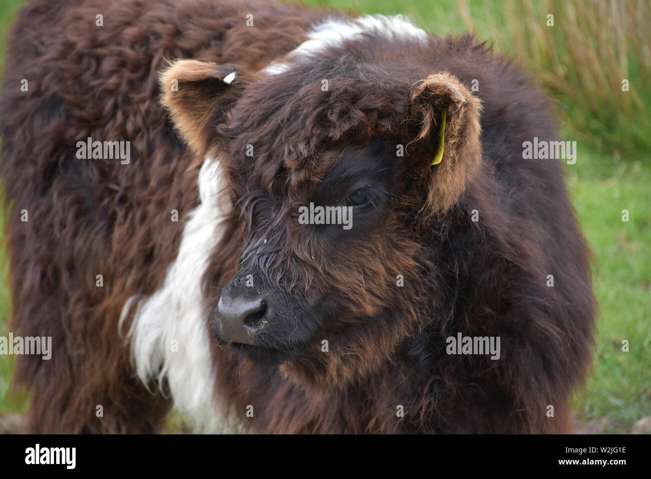 Precious face of a baby belted galloway calf Stock Photo - Alamy