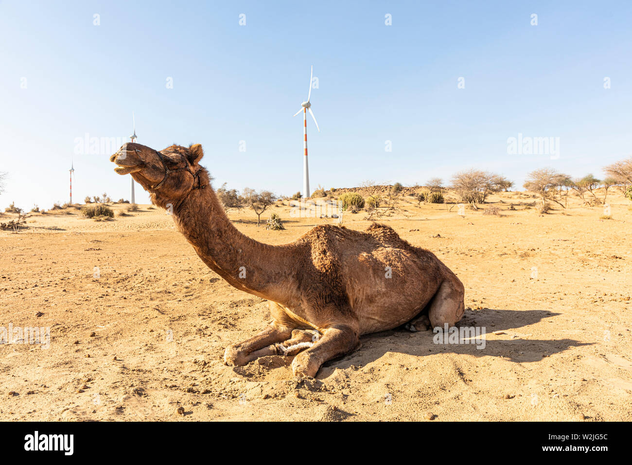 Thar animal hi-res stock photography and images - Alamy