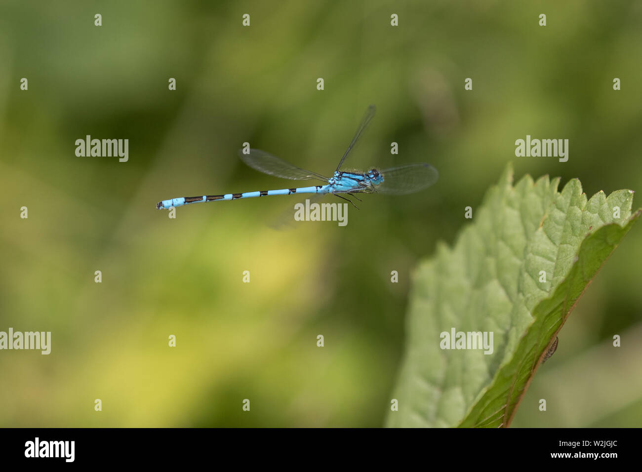 Common Blue Damselfly (male) flying Stock Photo - Alamy