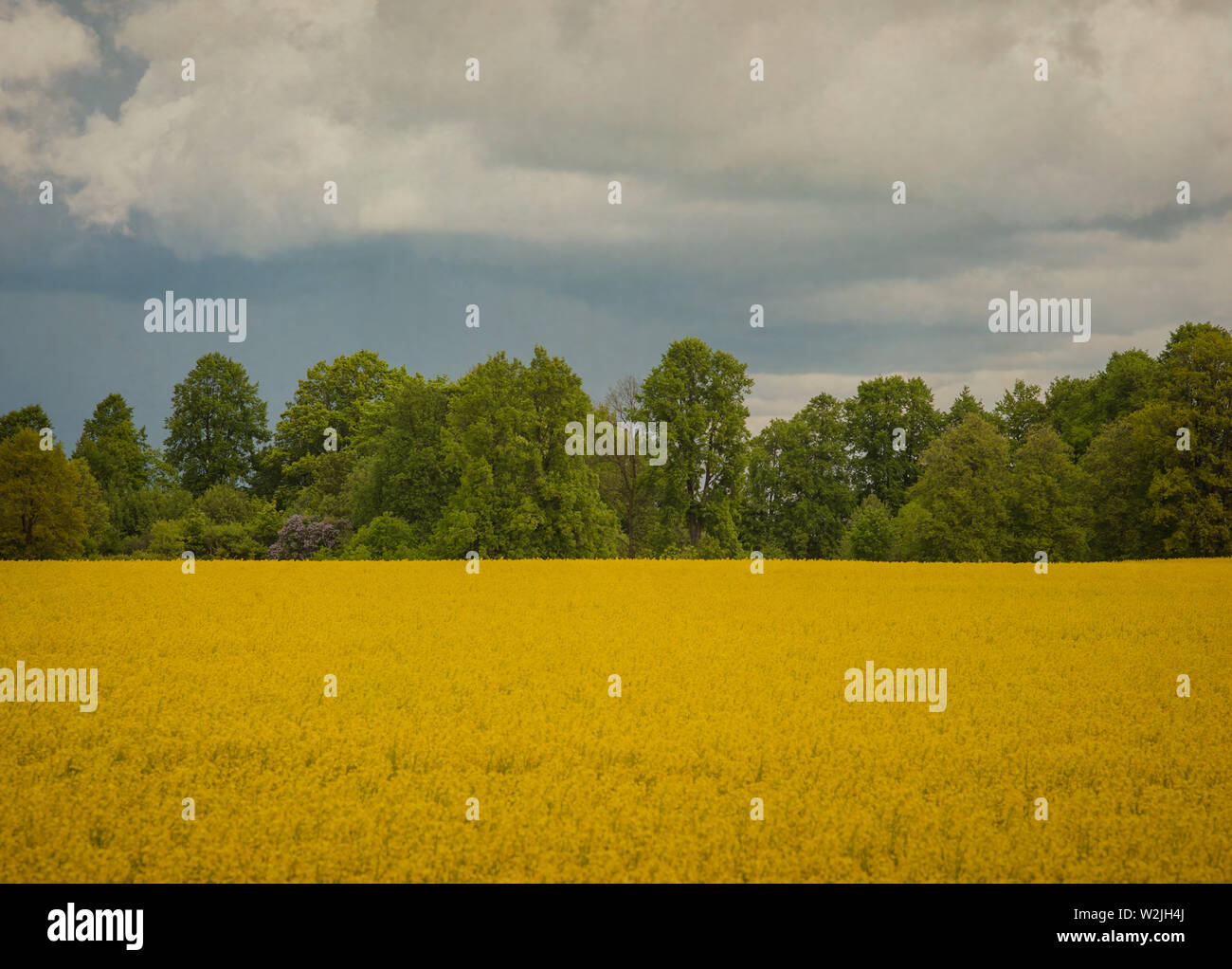 Raps fields hi-res stock photography and images - Alamy