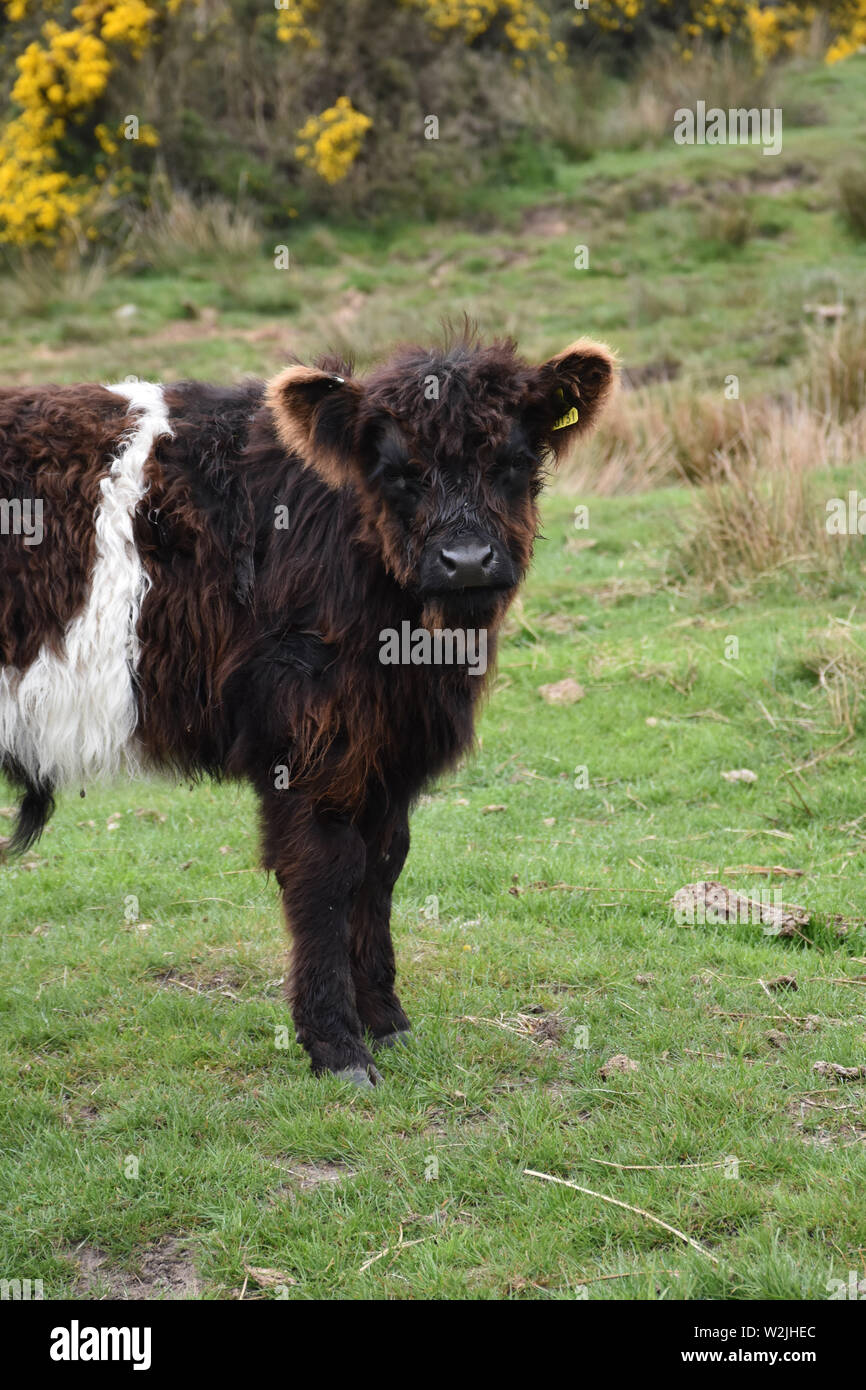 Really cute shaggy face of a baby belted galloway calf Stock Photo - Alamy