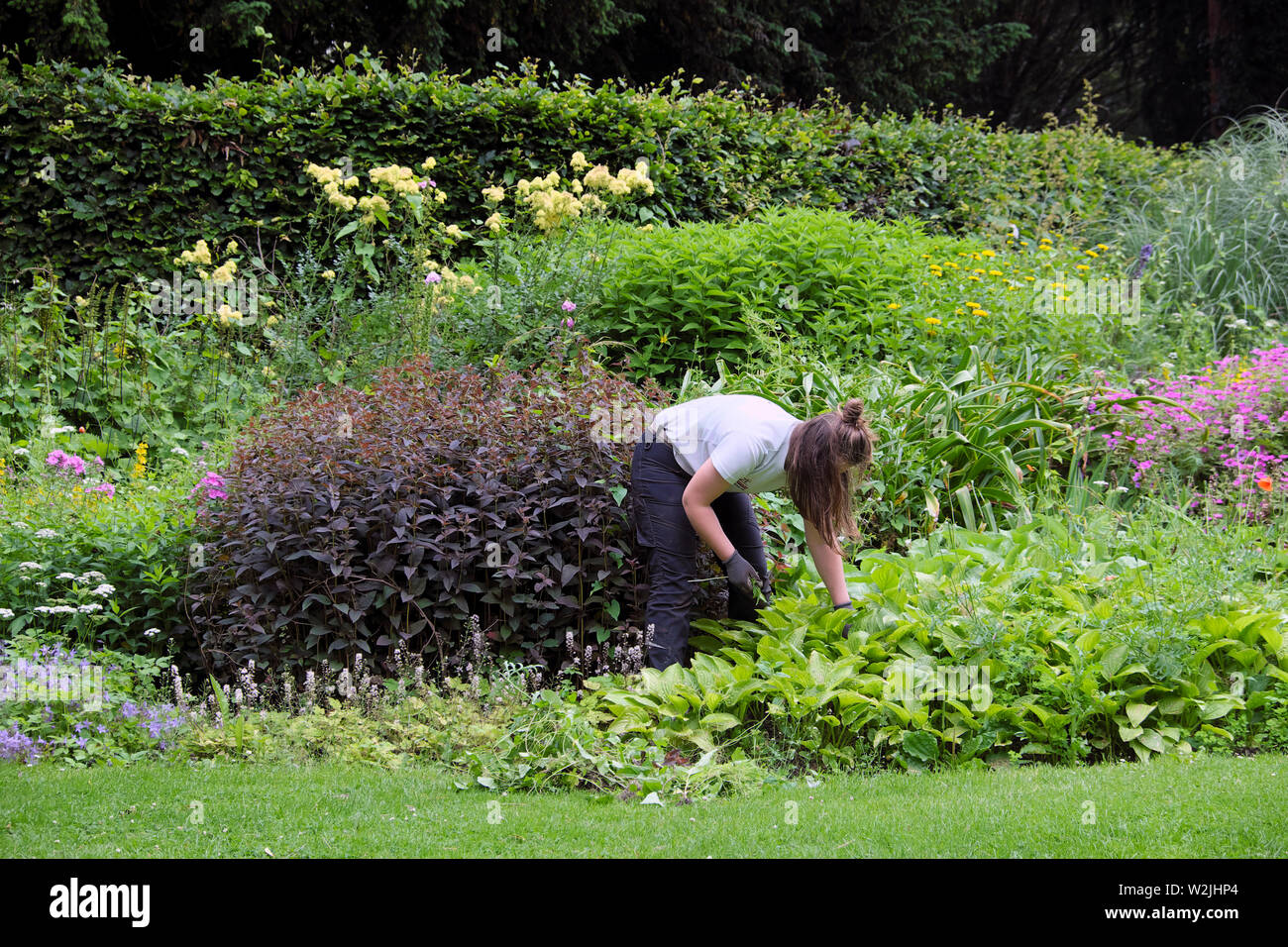 Young female gardener woman bending gardening weeding plants in ...