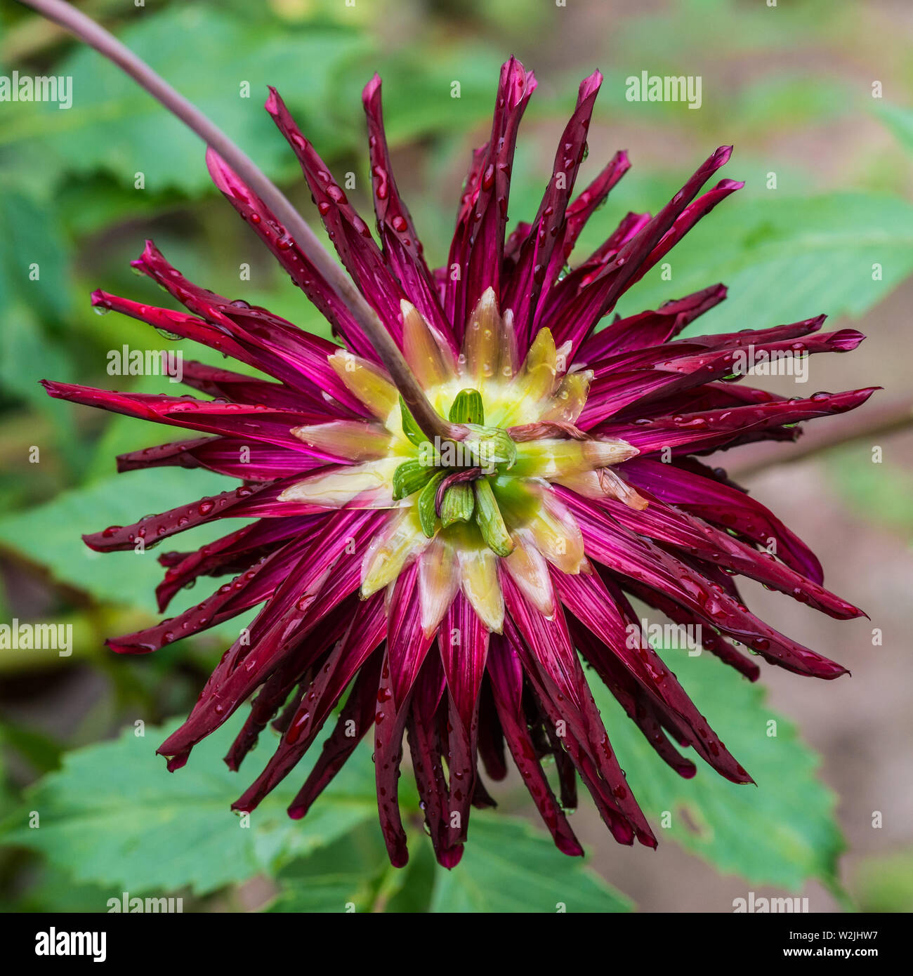 Nuit dete hi-res stock photography and images - Alamy
