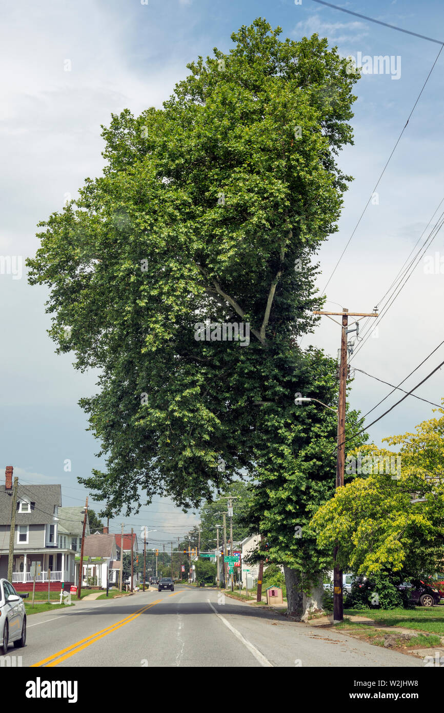 Enormous tree hi-res stock photography and images - Alamy