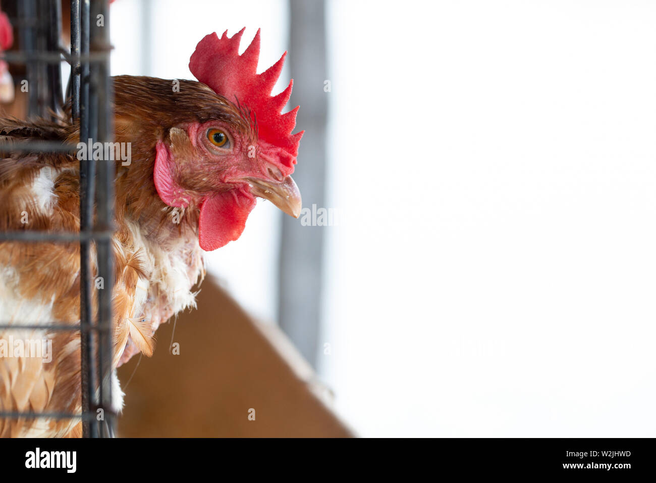 Chicken in the factory, Hens in cages industrial farm in Thailand ...