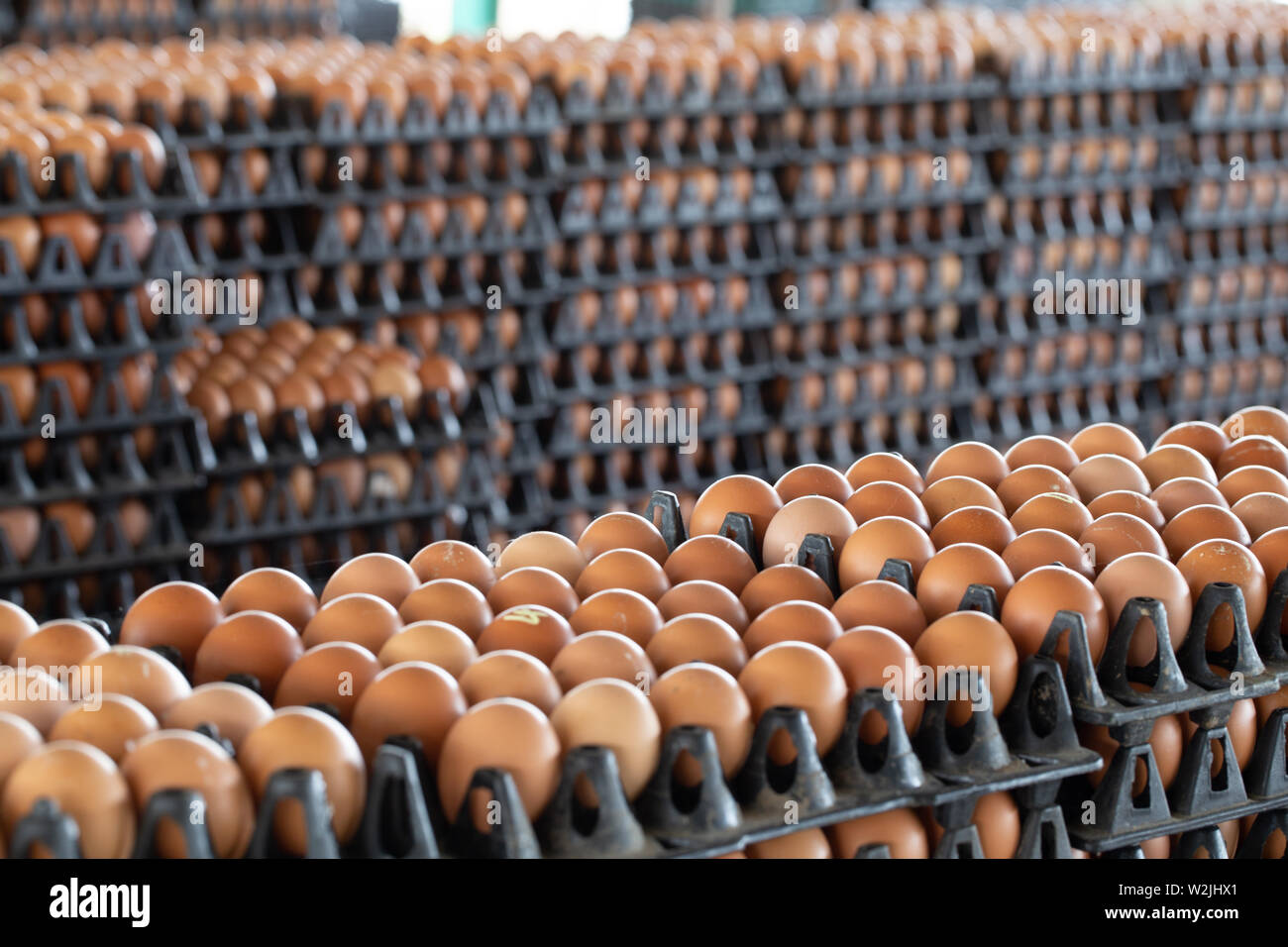 Egg panels arranged on a chicken farm with a blurred egg background ...
