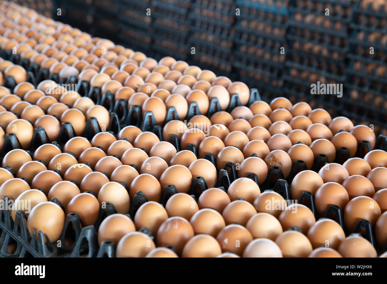 Egg panels arranged on a chicken farm with a blurred egg background ...