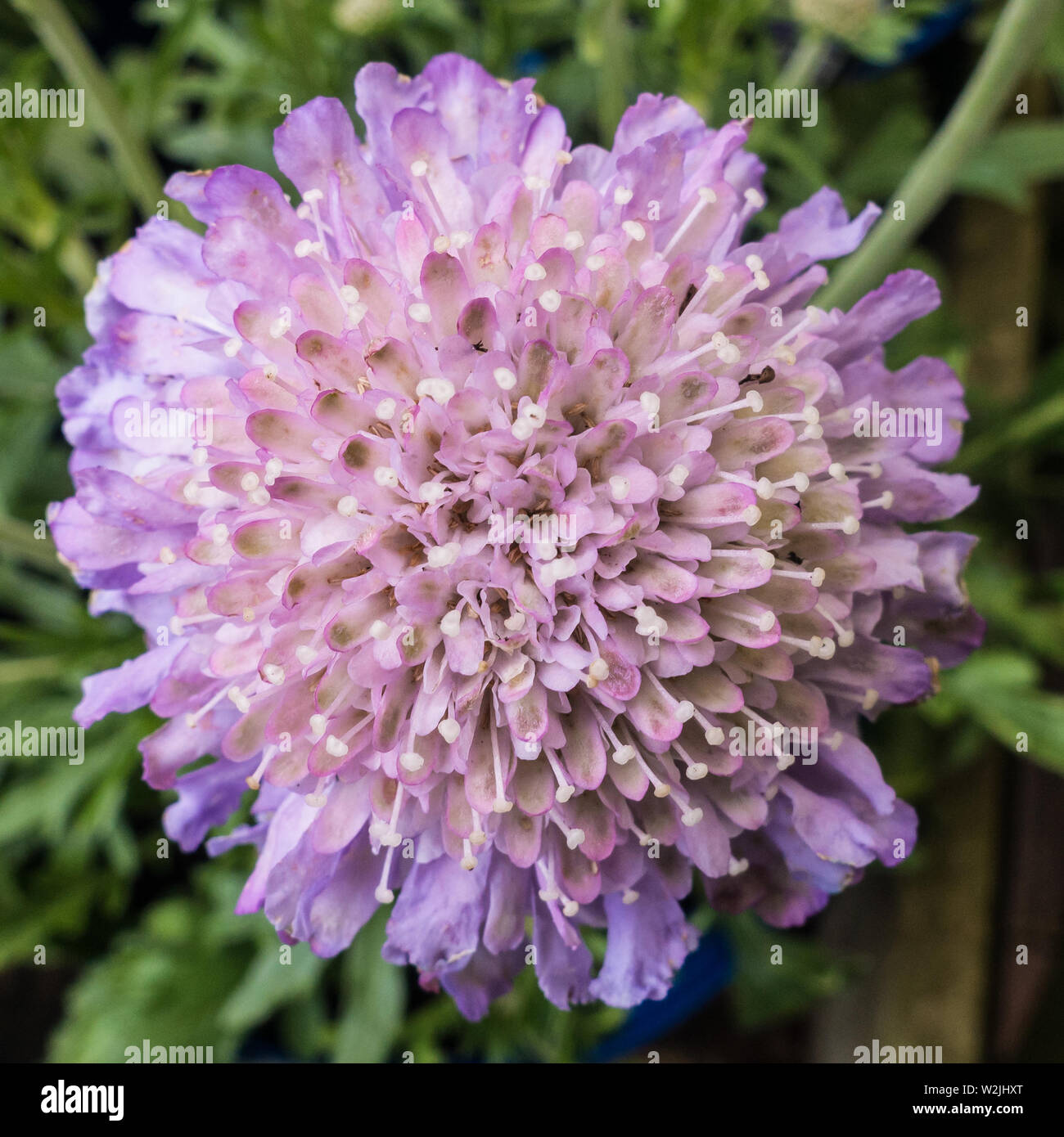 Closeup shot blue purple flower hi-res stock photography and images - Alamy