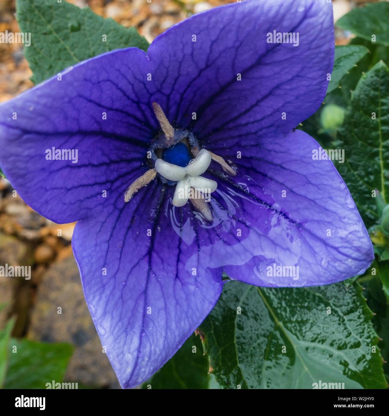 Blue balloon flower hi-res stock photography and images - Alamy