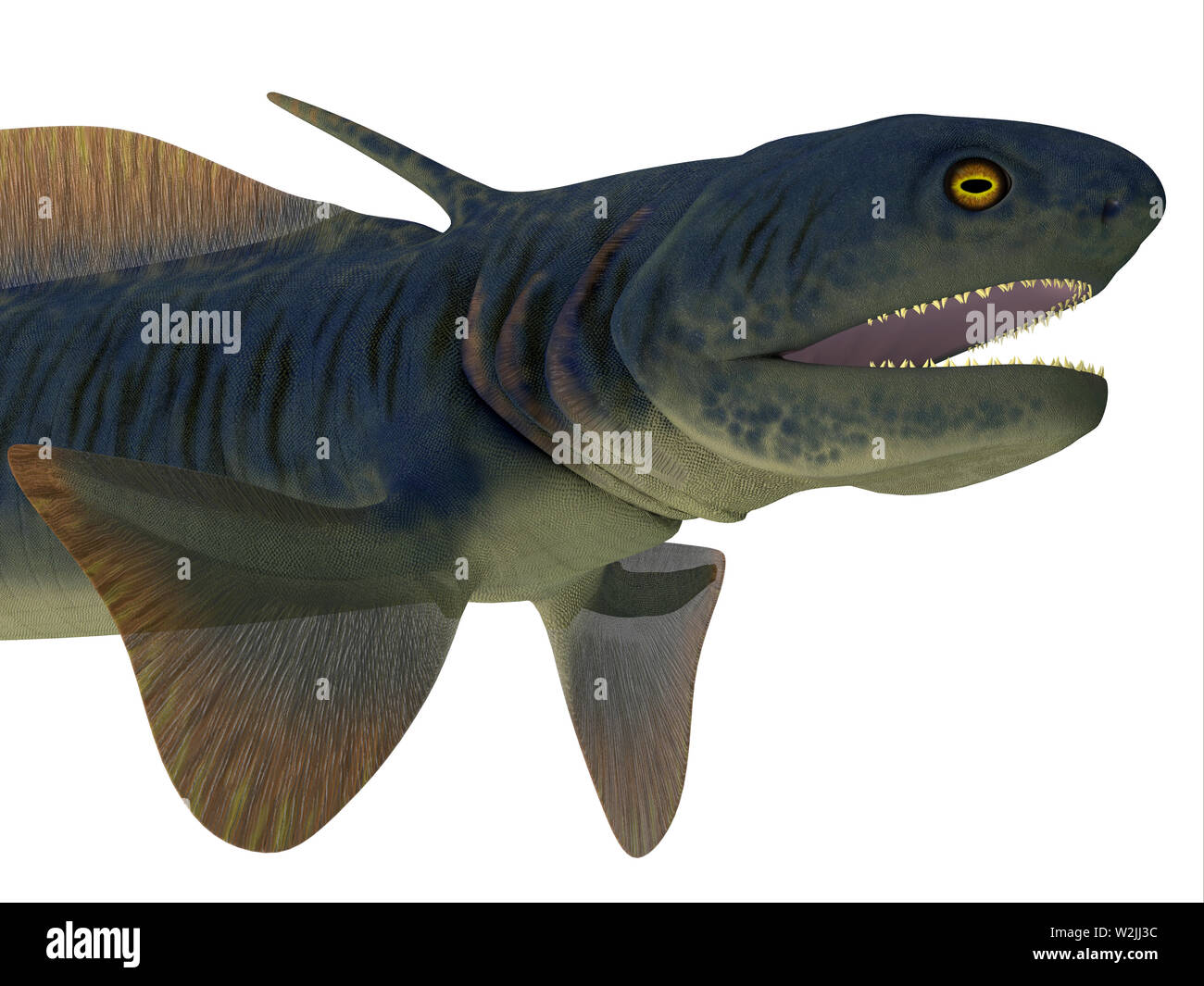 Orthacanthus arcuatus hi-res stock photography and images - Alamy