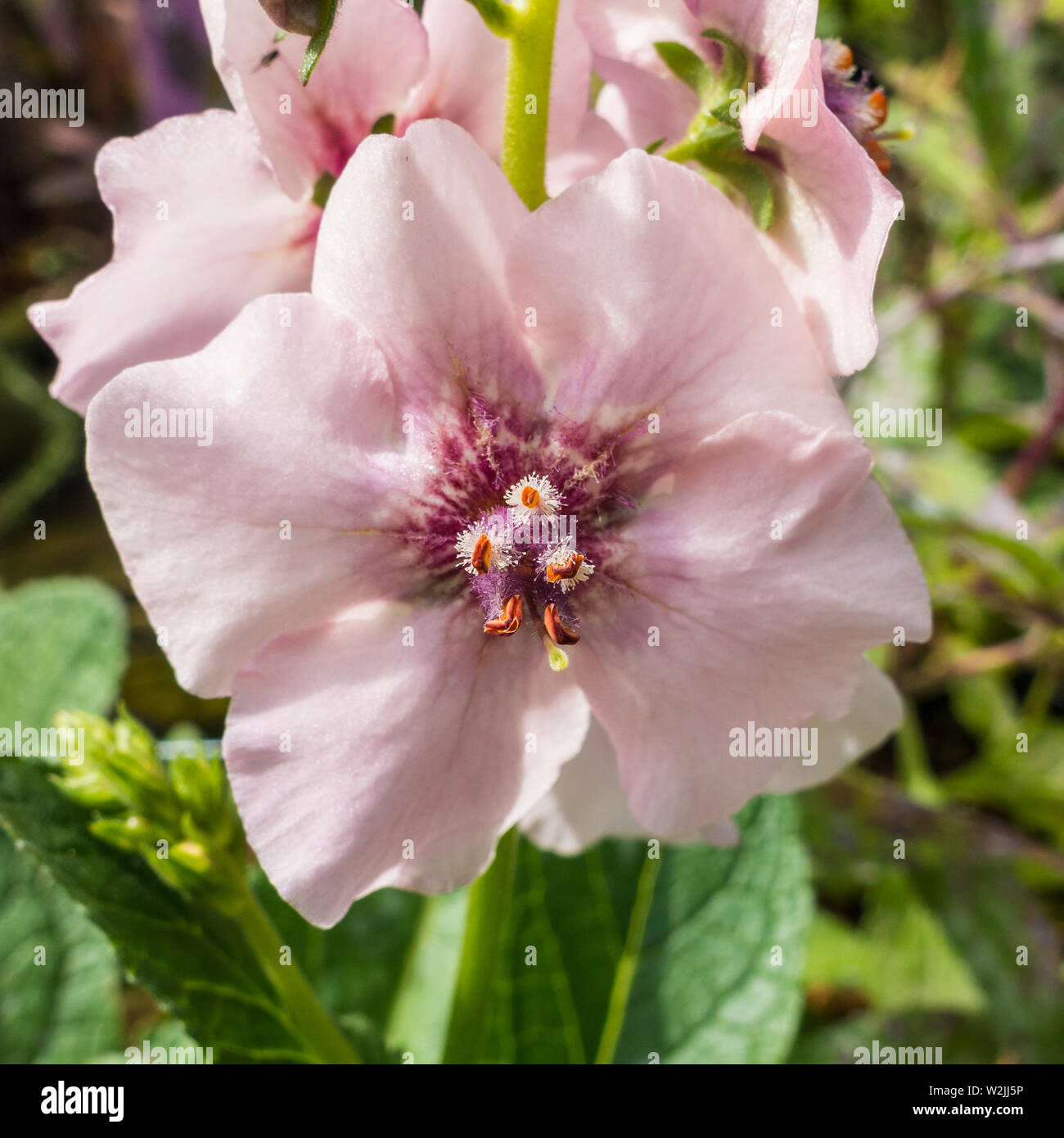Pink mullein hi-res stock photography and images - Alamy