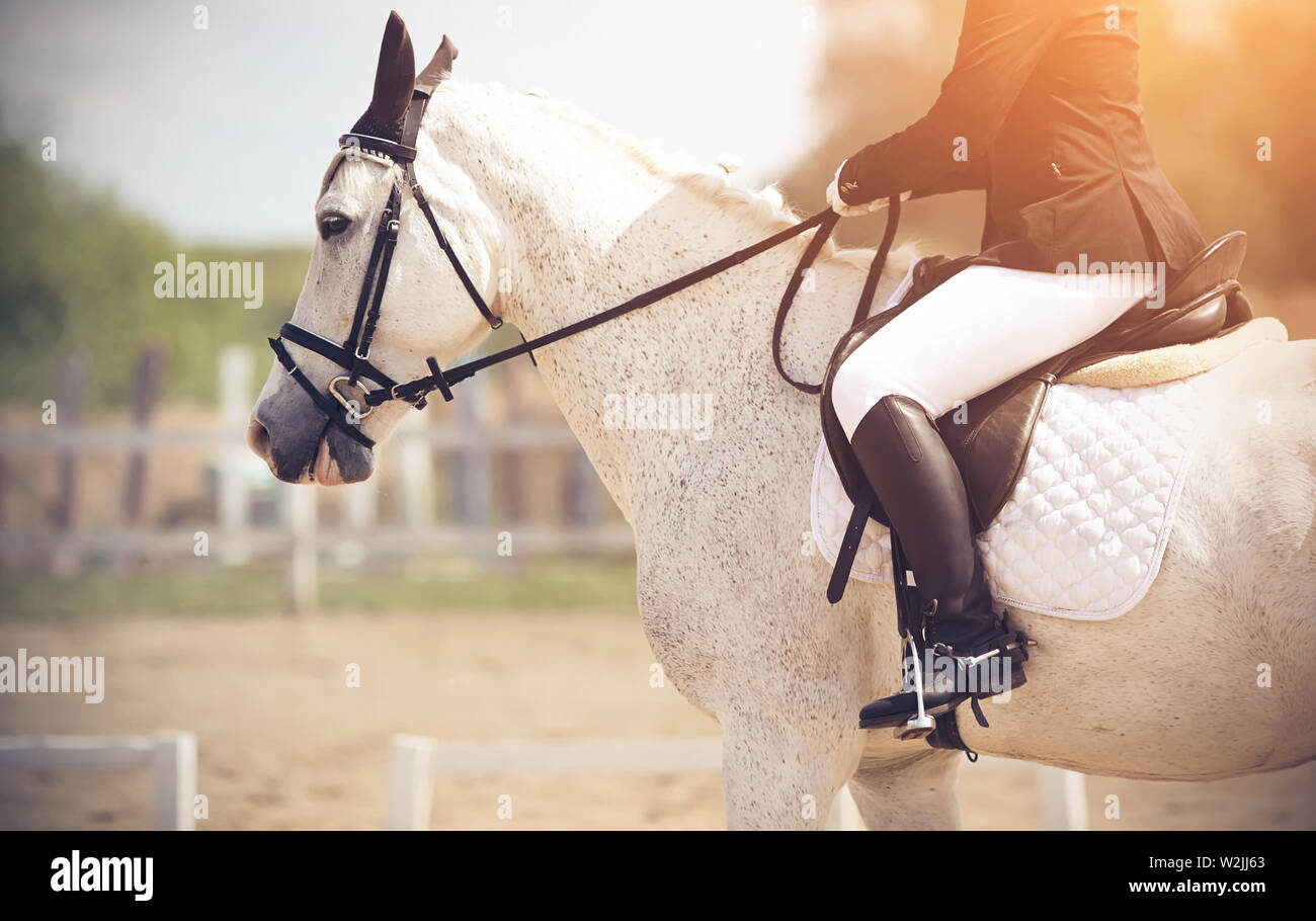 The rider, illuminated by sunlight, riding a white spotted horse ...