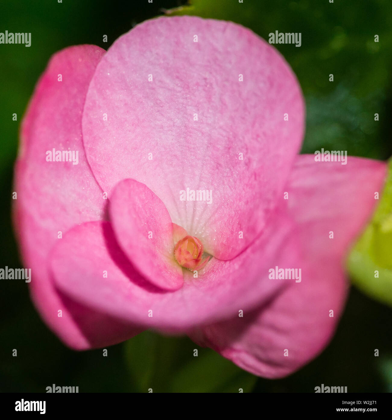 Pink begonia leaf hi-res stock photography and images - Alamy