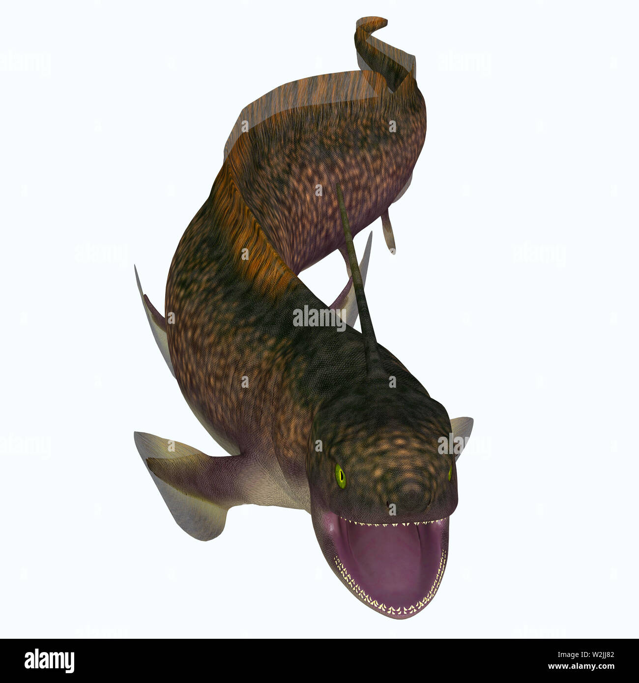 Xenacanthus decheni hi-res stock photography and images - Alamy