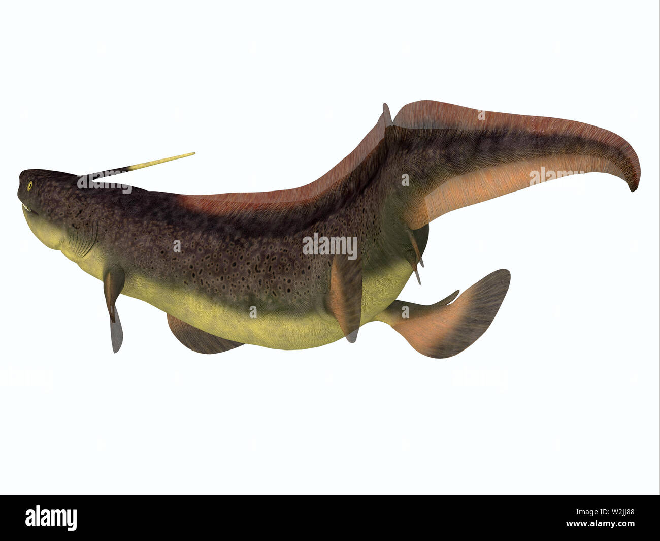 Xenacanthus was a carnivorous marine shark that lived in Devonian and ...