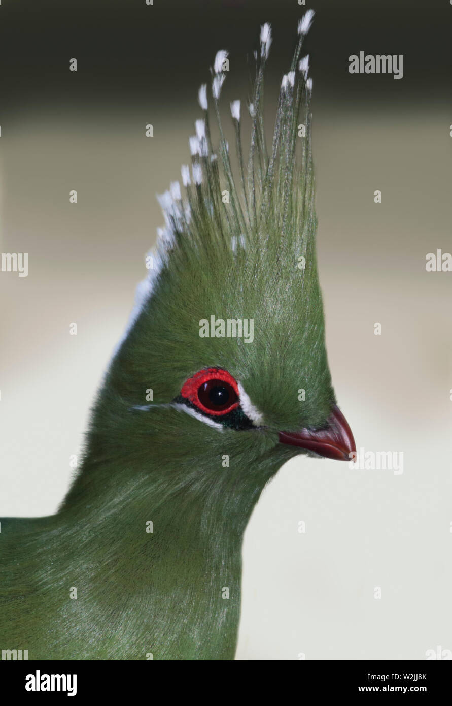 Turacos hi-res stock photography and images - Alamy