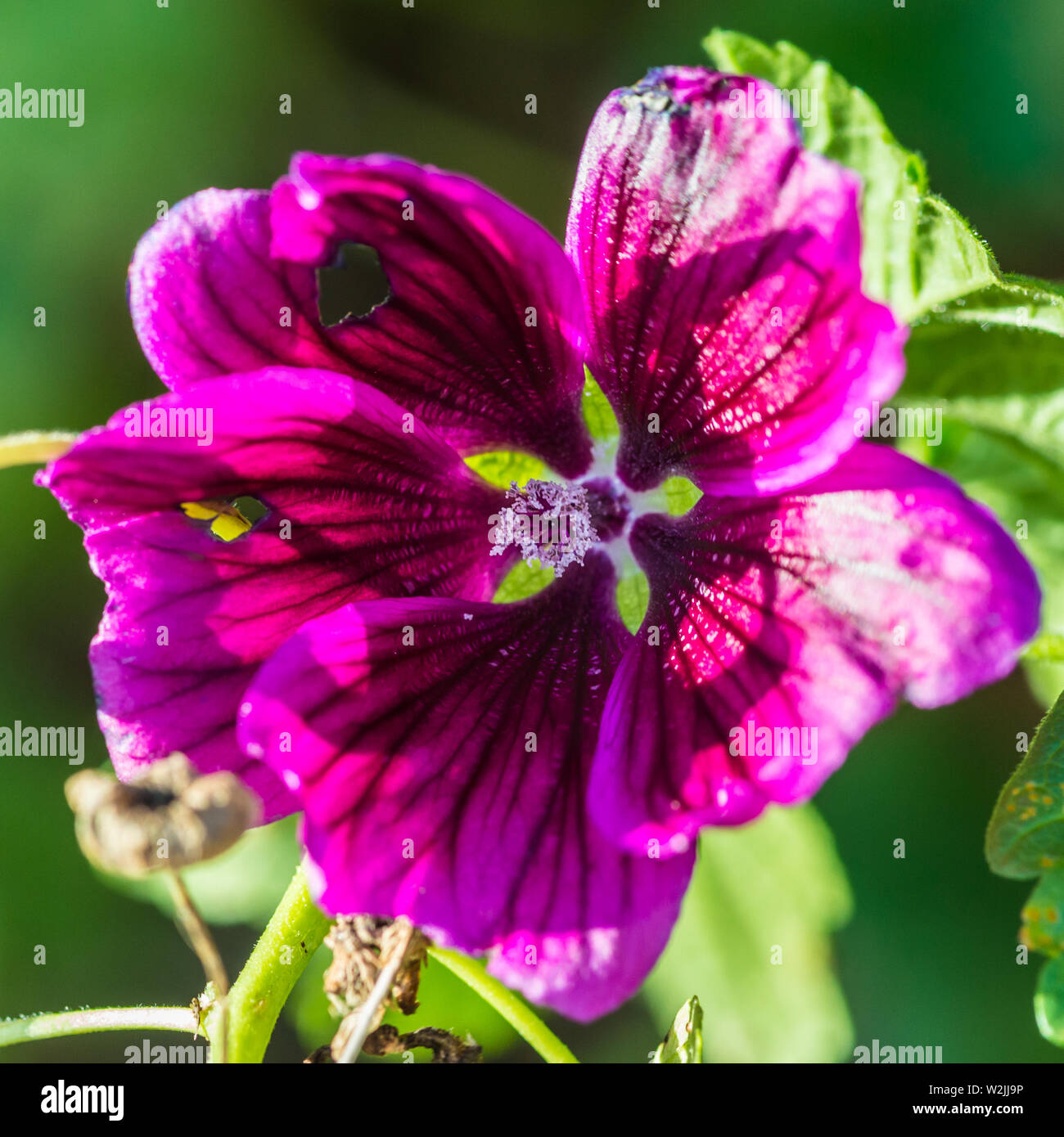 Merlin sylvestris hi-res stock photography and images - Alamy