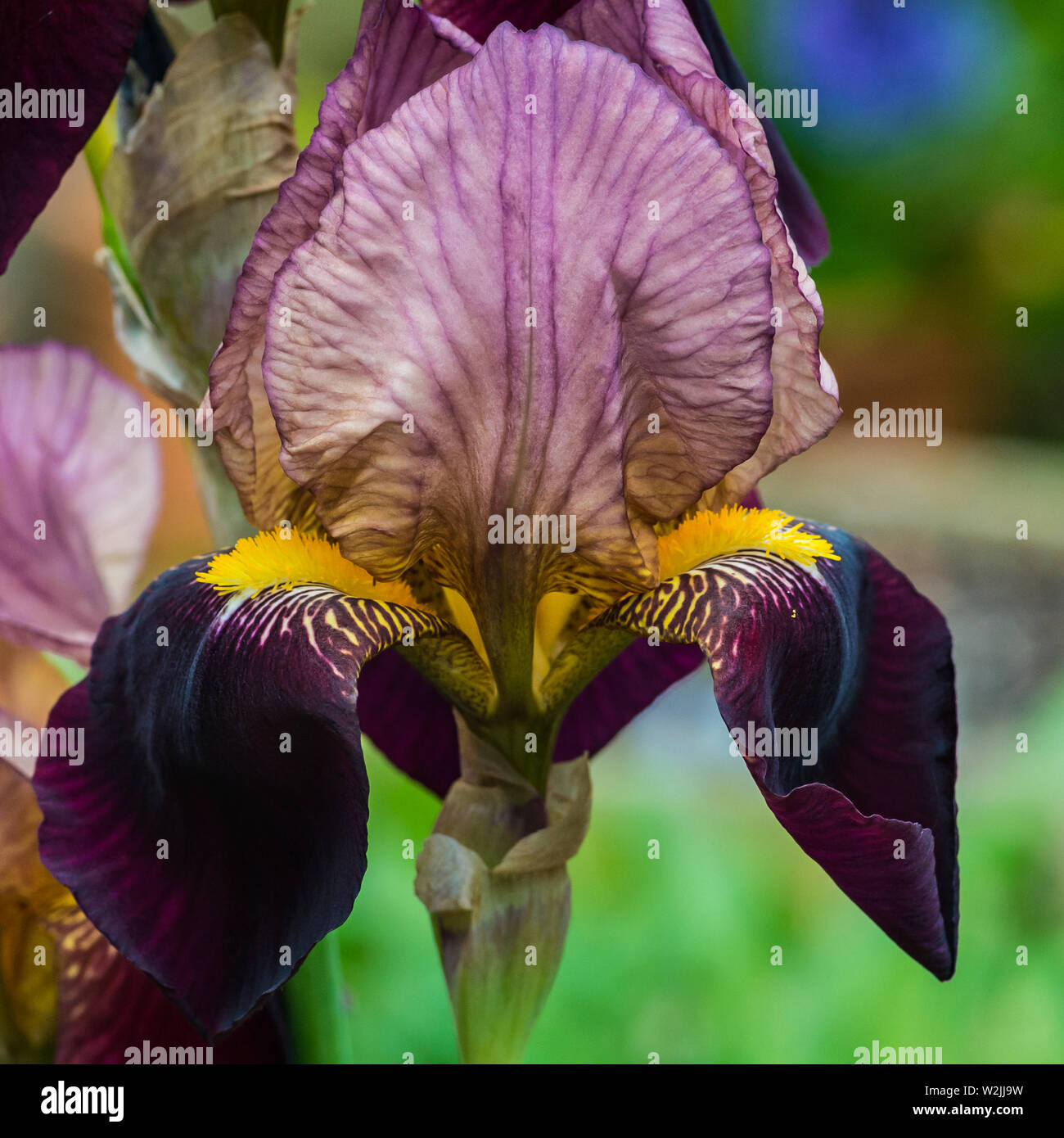 Iris croatica hi-res stock photography and images - Alamy