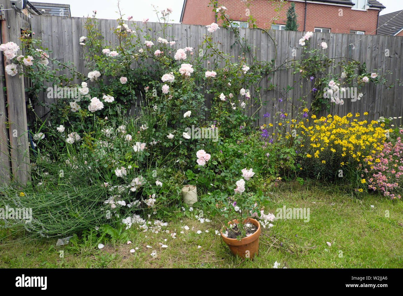 New Dawn climbing rose bush in bloom by a fence in June in the back ...