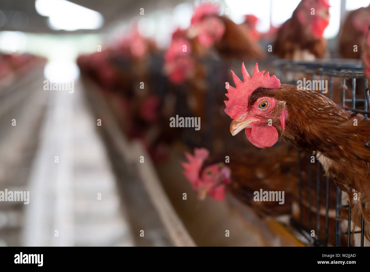 Chicken in the factory, Hens in cages industrial farm in Thailand ...