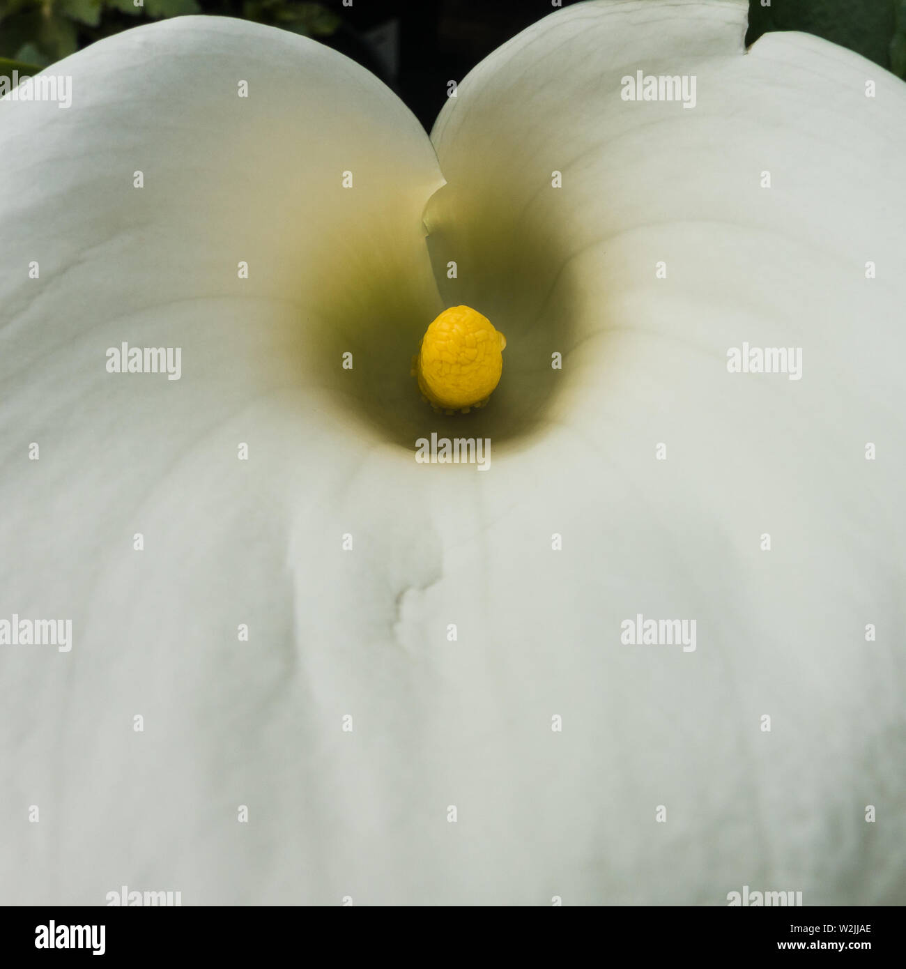 Closeup shot calla flower hi-res stock photography and images - Alamy