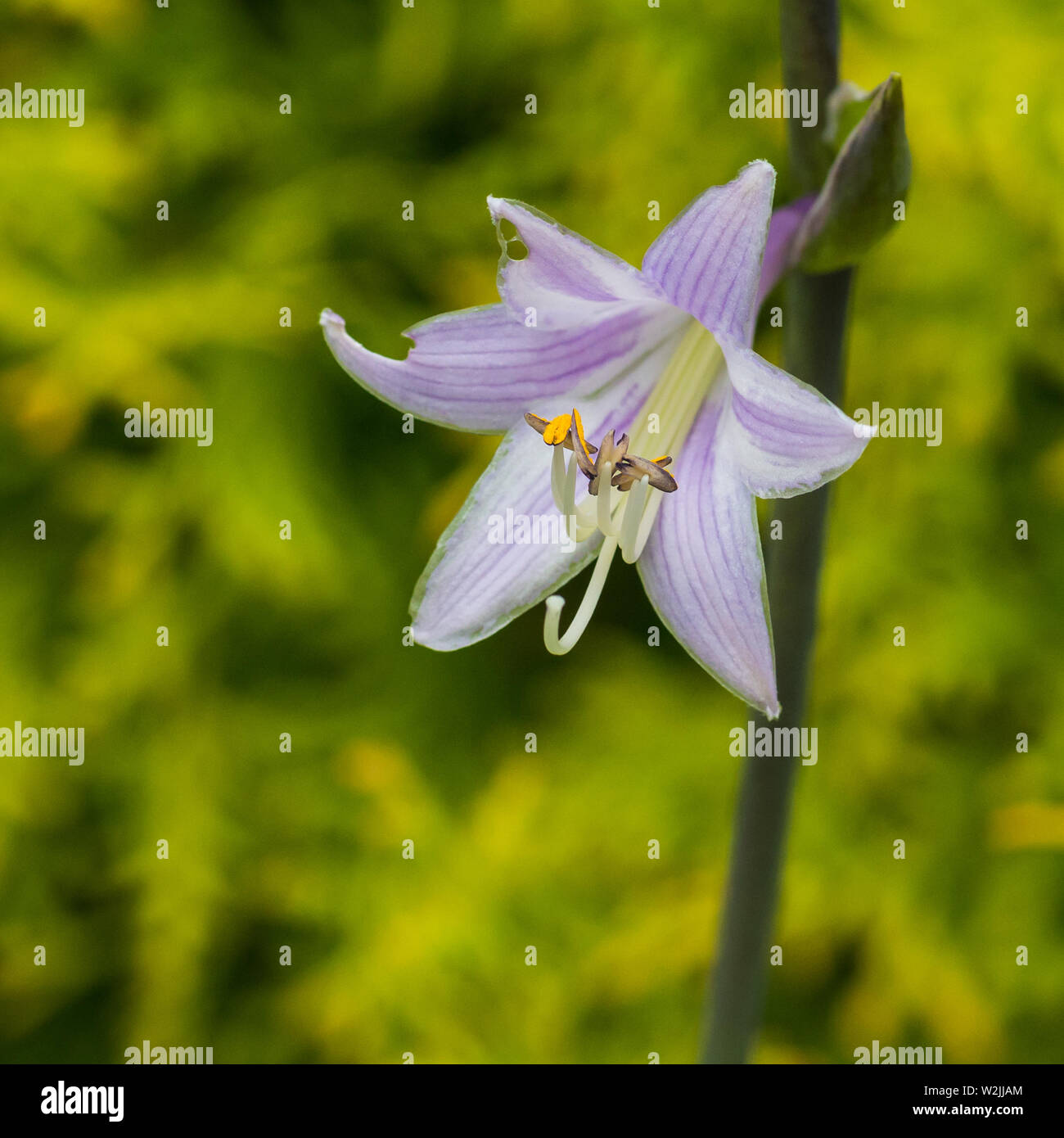 A macro shot of a blue hosta bloom Stock Photo - Alamy