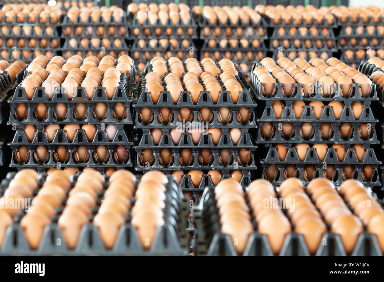 Egg panels arranged on a chicken farm with a blurred egg background ...