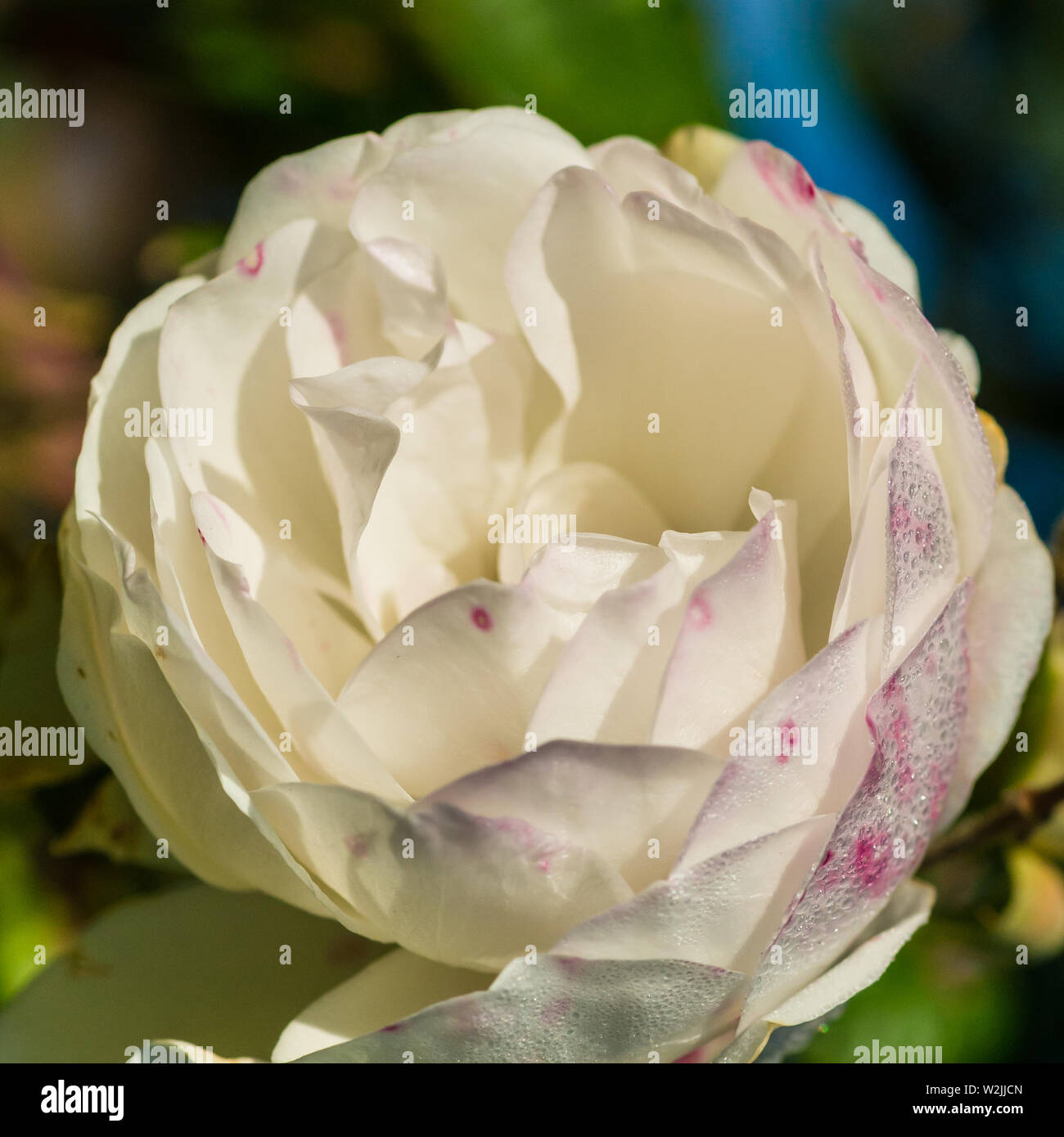 Closeup white rose macro hi-res stock photography and images - Alamy