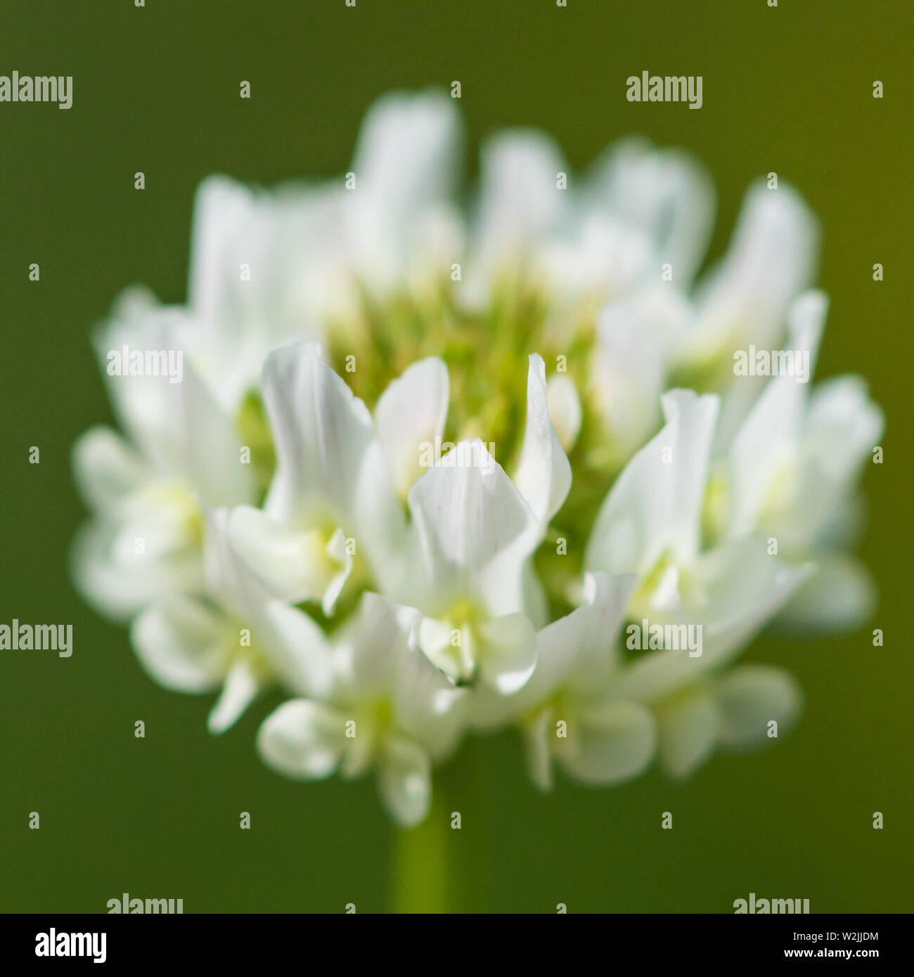 Clover bloom hi-res stock photography and images - Alamy