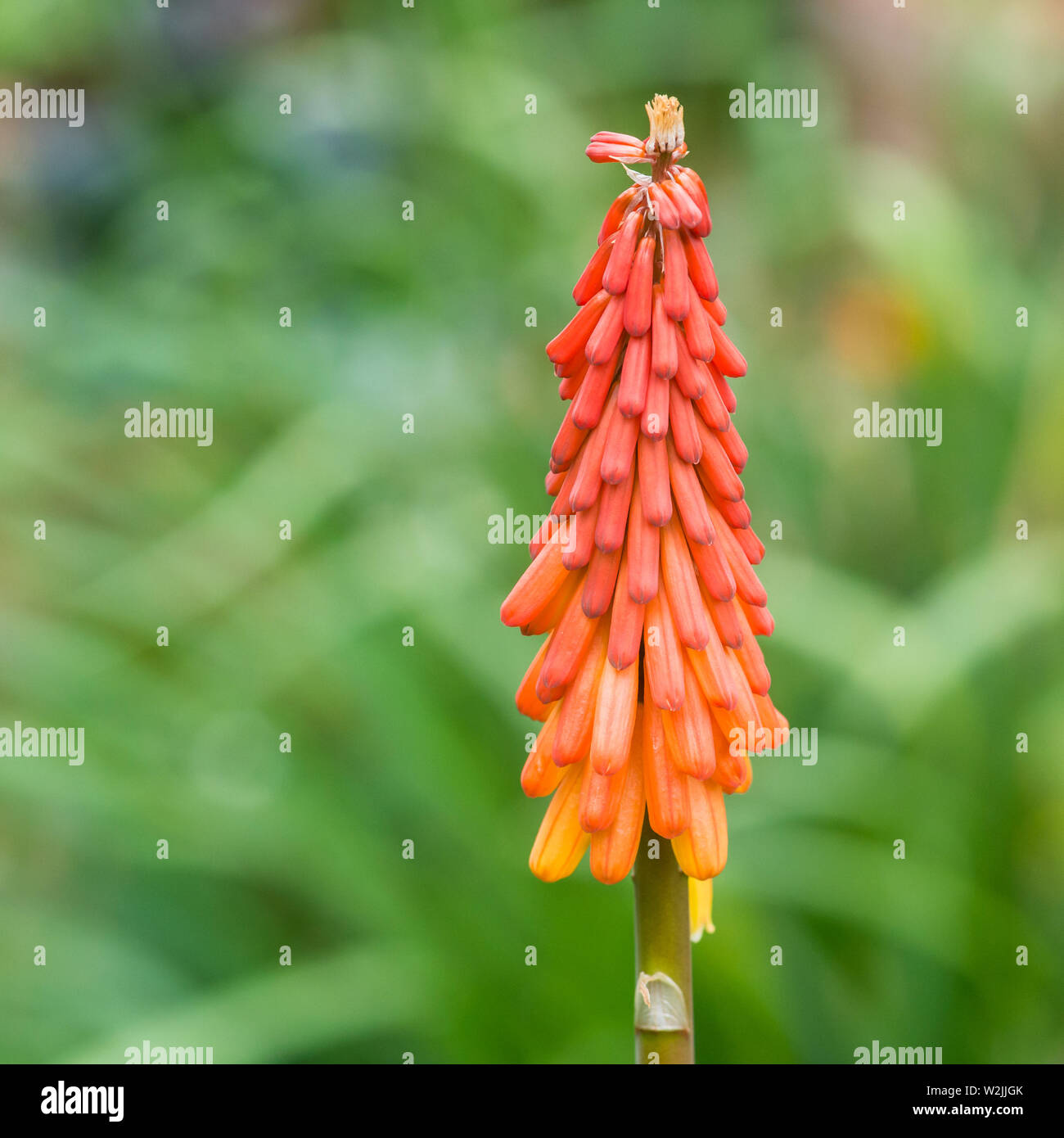 Red hot poker plant hi-res stock photography and images - Alamy