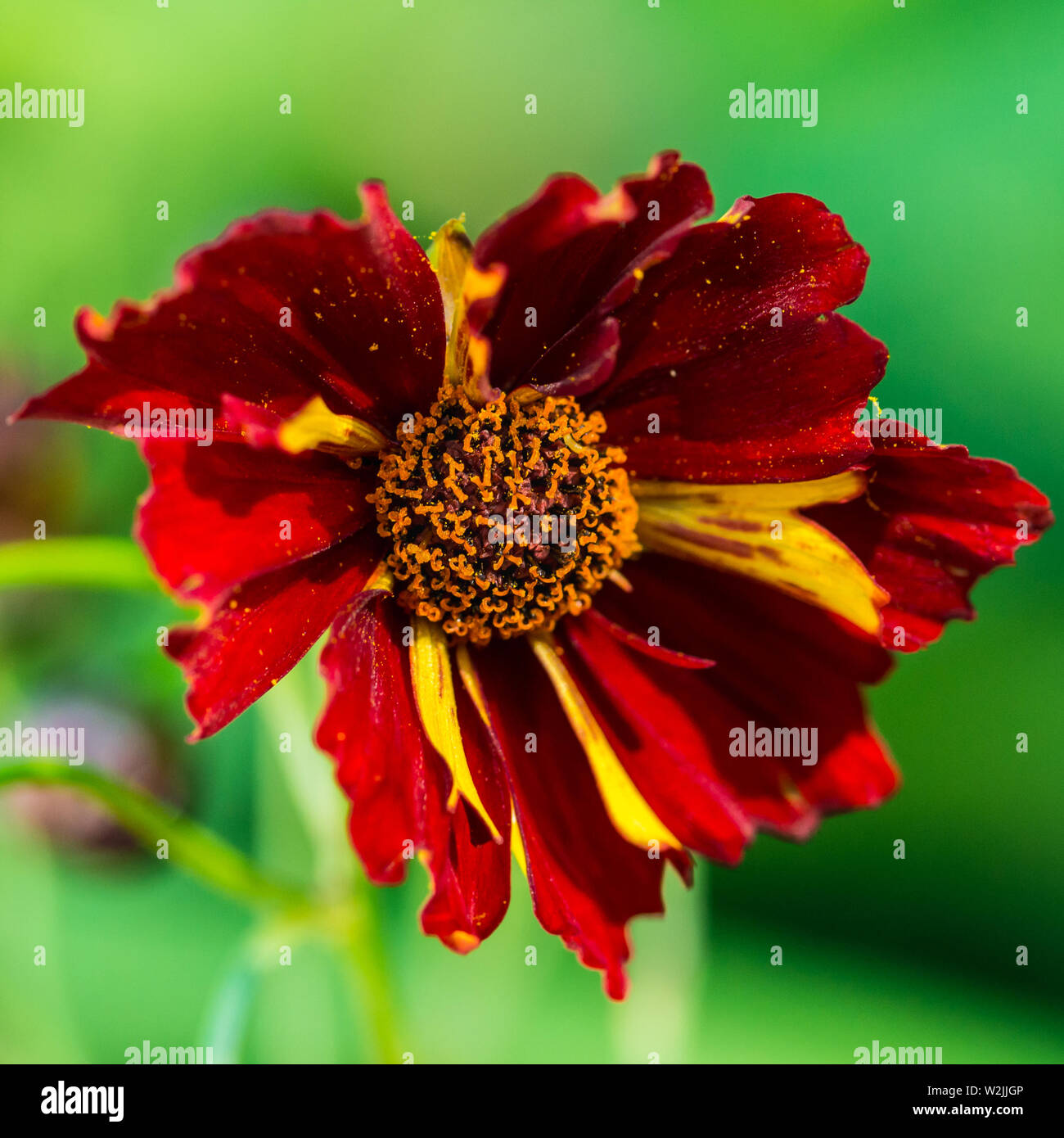 Coreopsis closeup hi-res stock photography and images - Alamy
