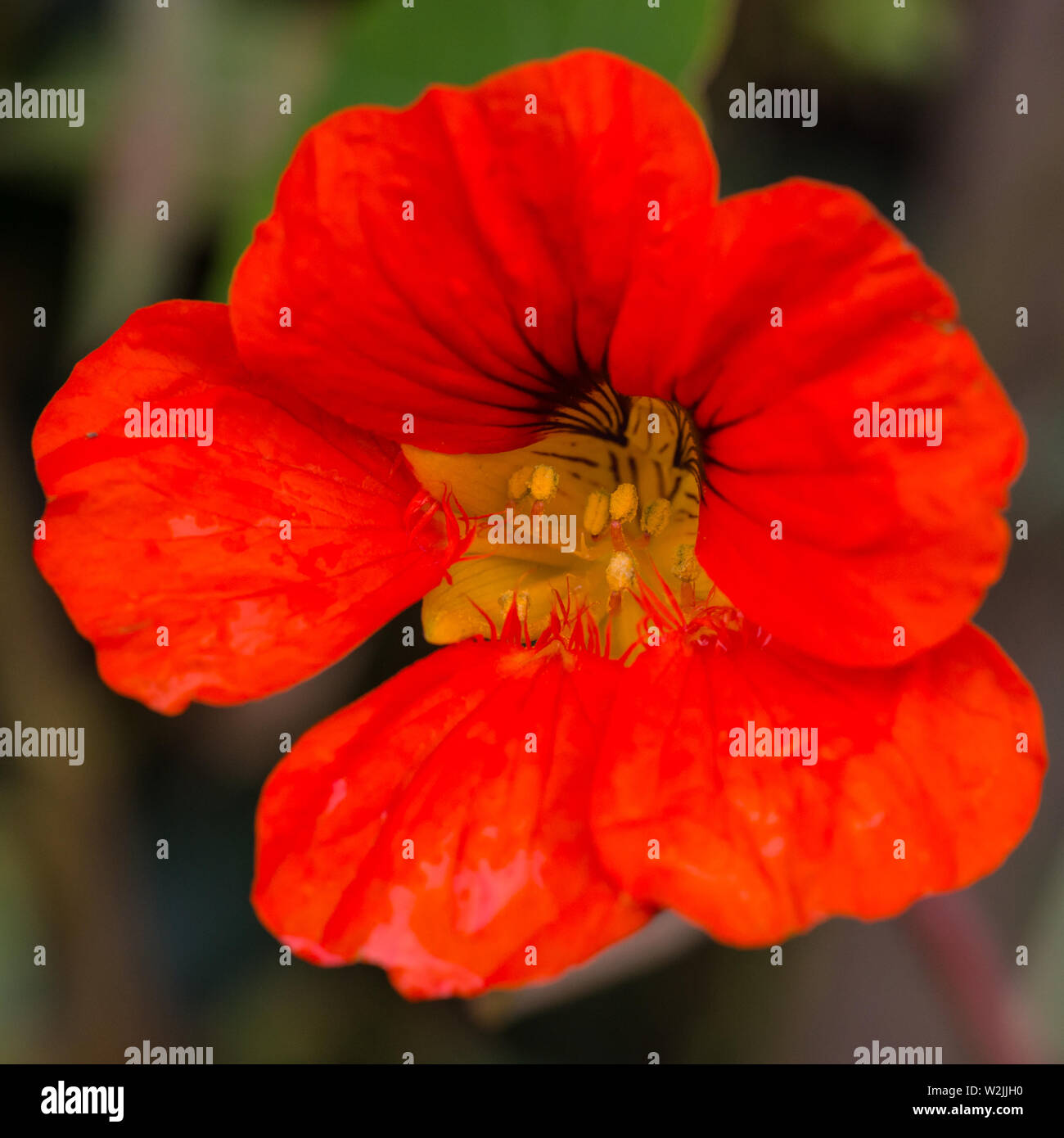 Fiery red bloom hi-res stock photography and images - Alamy