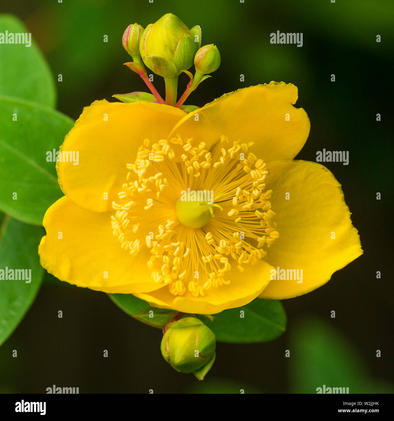 Hypericum closeup flower hi-res stock photography and images - Alamy