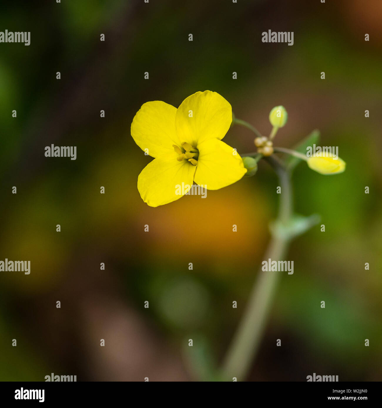 Yellow flowered weed hi-res stock photography and images - Alamy