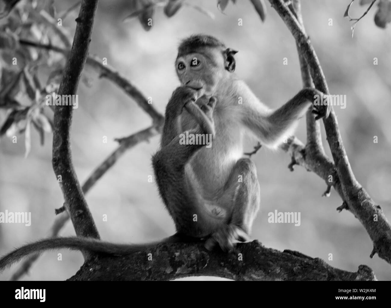 Yellow monkeys Black and White Stock Photos & Images - Alamy