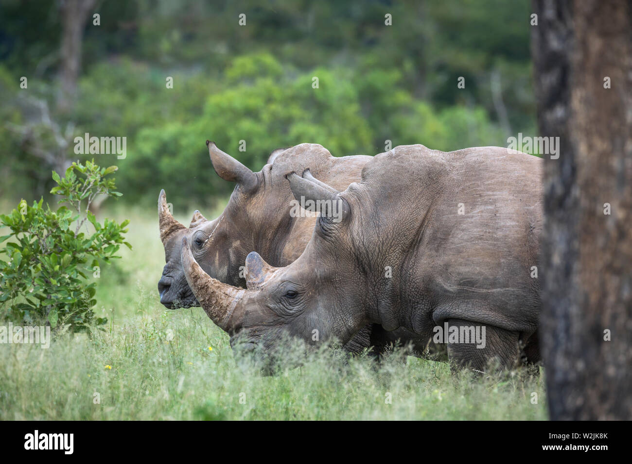 Two horned rhinoceros hi-res stock photography and images - Alamy