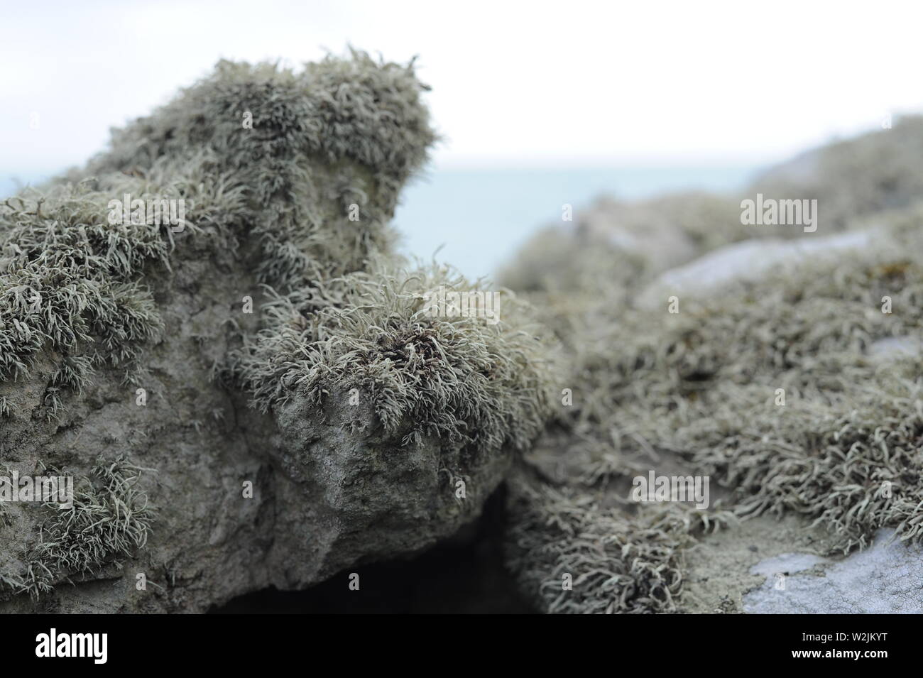 Sea ivory ramalina siliquosa hi-res stock photography and images - Alamy
