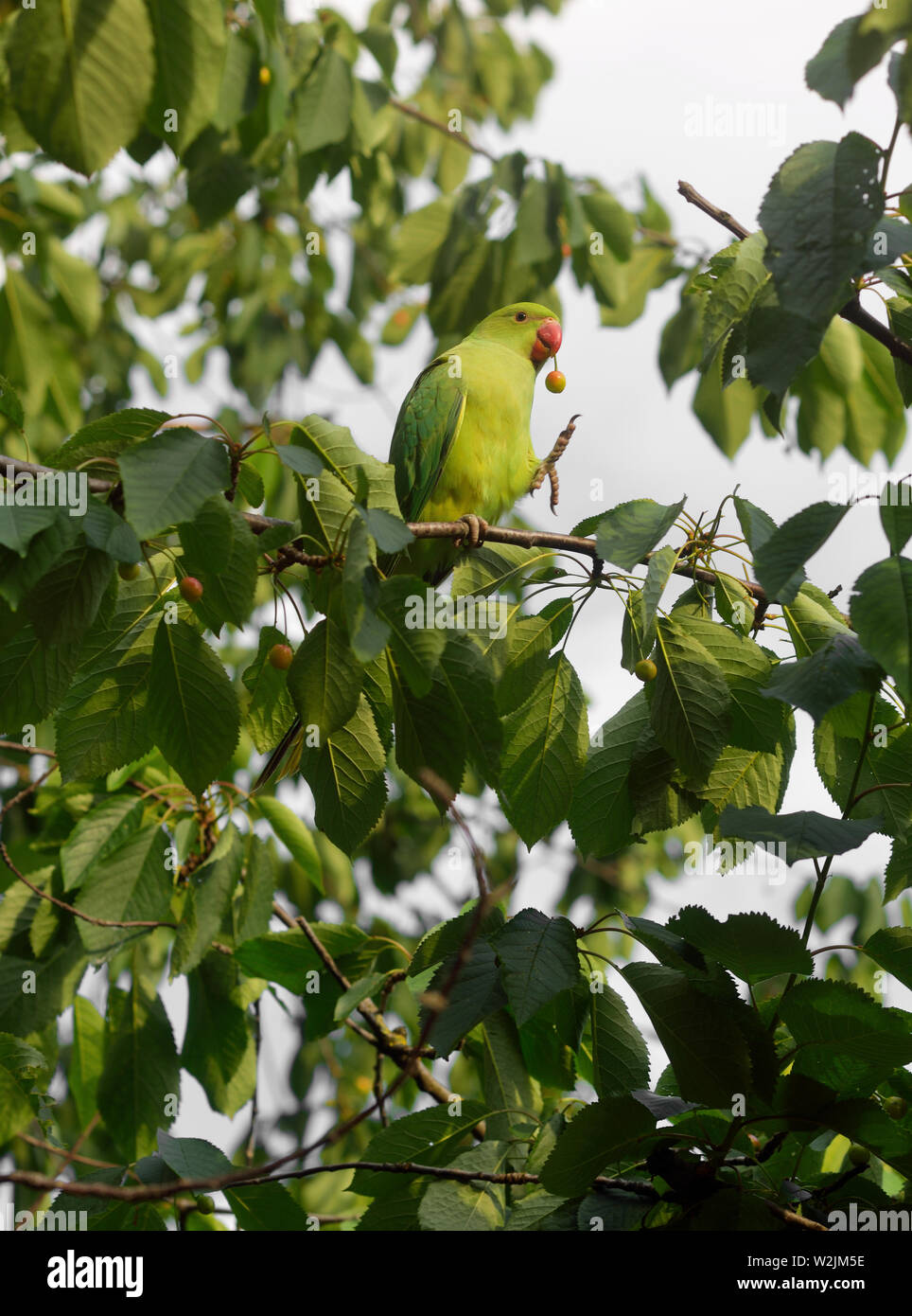 Feral Parakeet in Hyde Park, London Stock Photo - Alamy