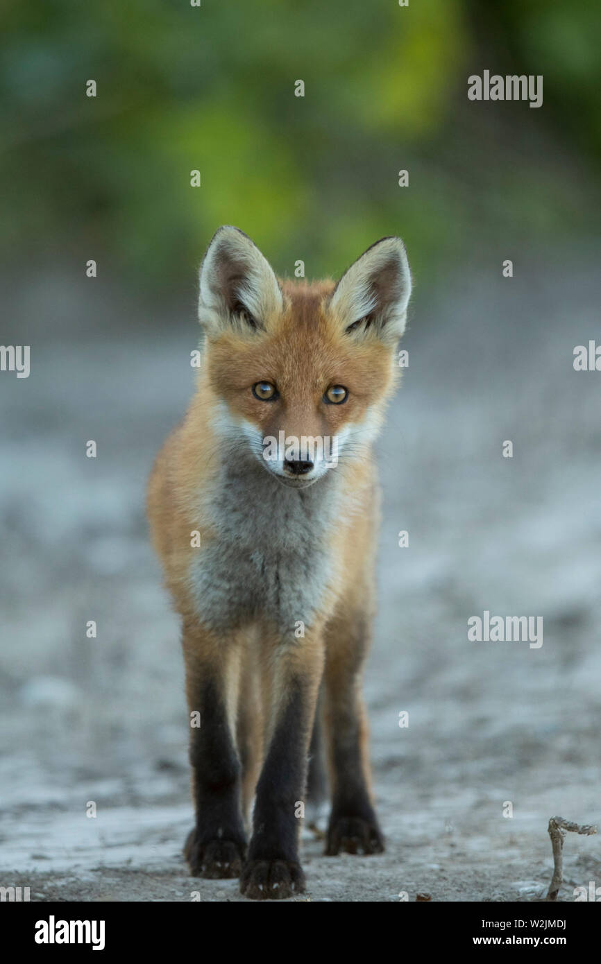 Young Red fox (Vulpes vulpes Stock Photo - Alamy