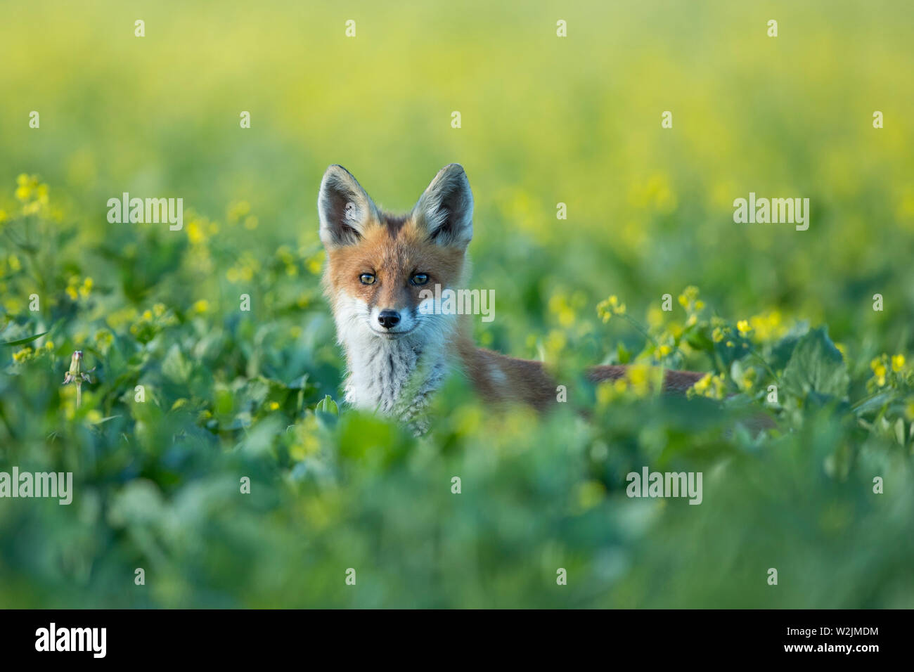 Young Red fox (Vulpes vulpes Stock Photo - Alamy