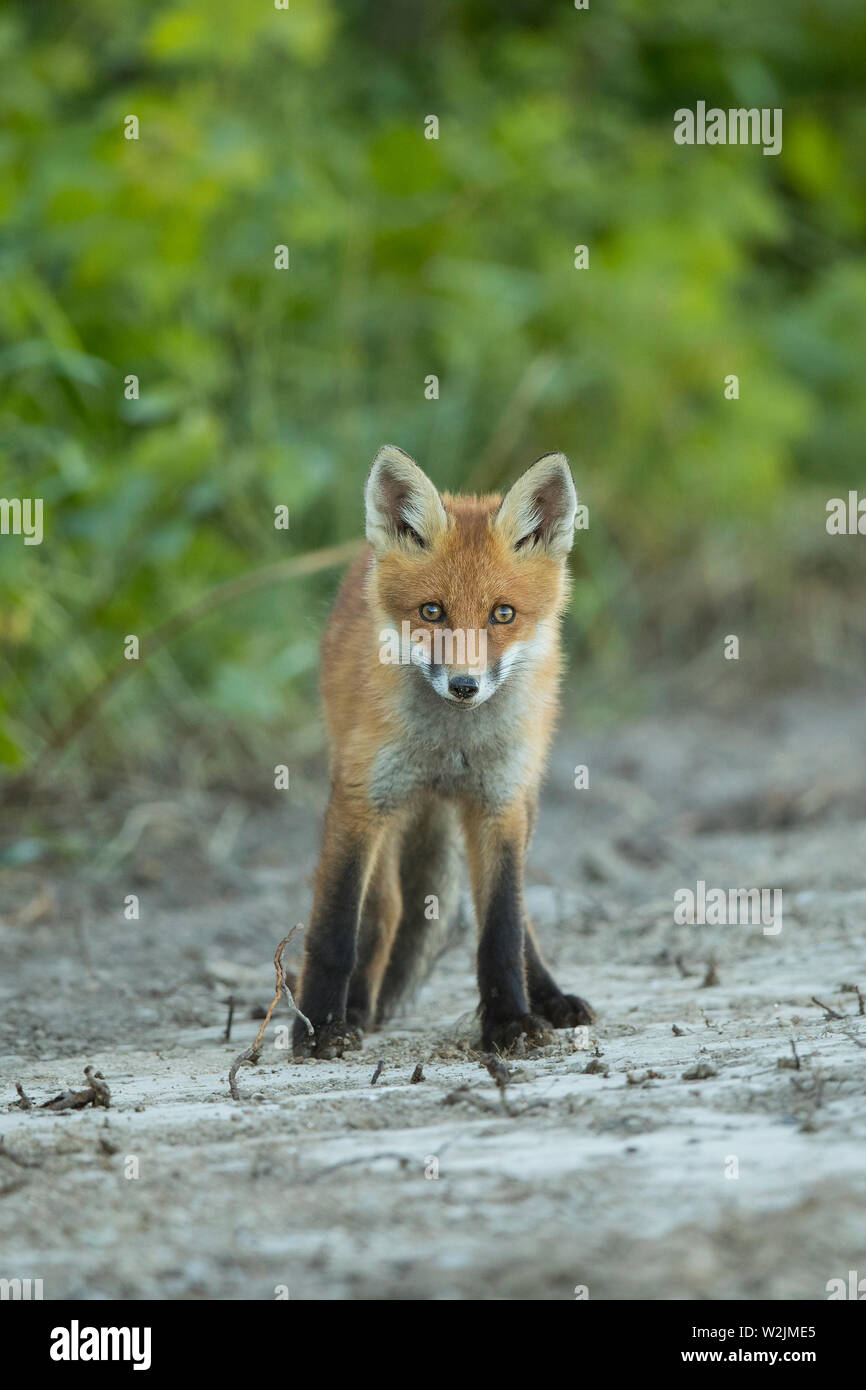 Young Red fox (Vulpes vulpes Stock Photo - Alamy
