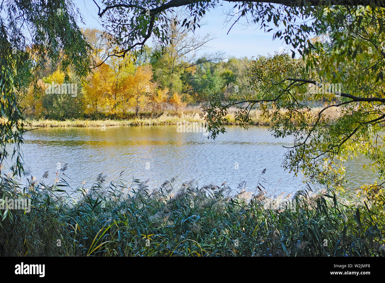 Sunny morning on a quiet river in early autumn. Medium format quality ...