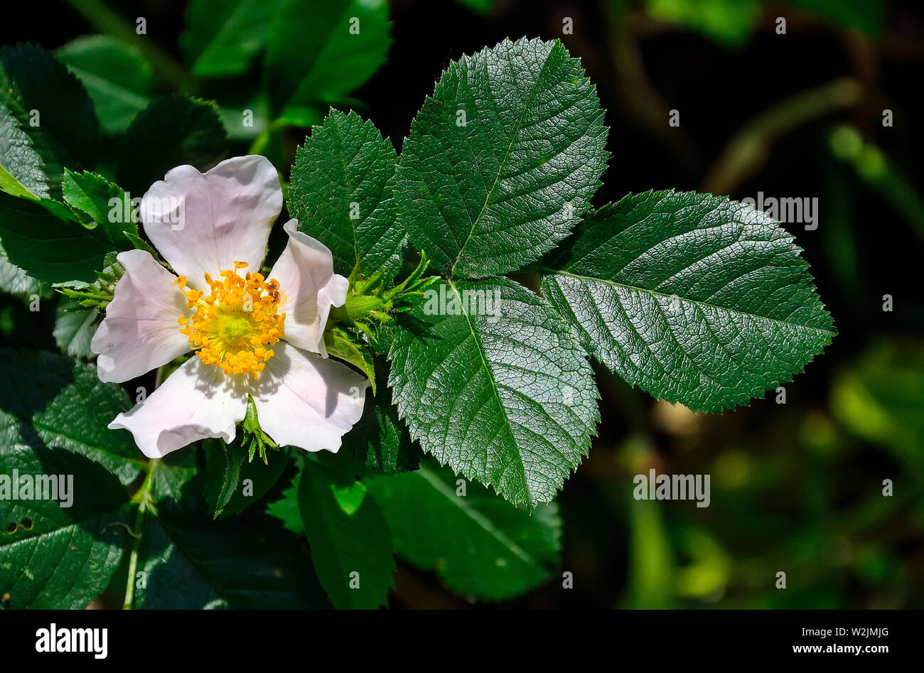 Canker rose hi-res stock photography and images - Alamy