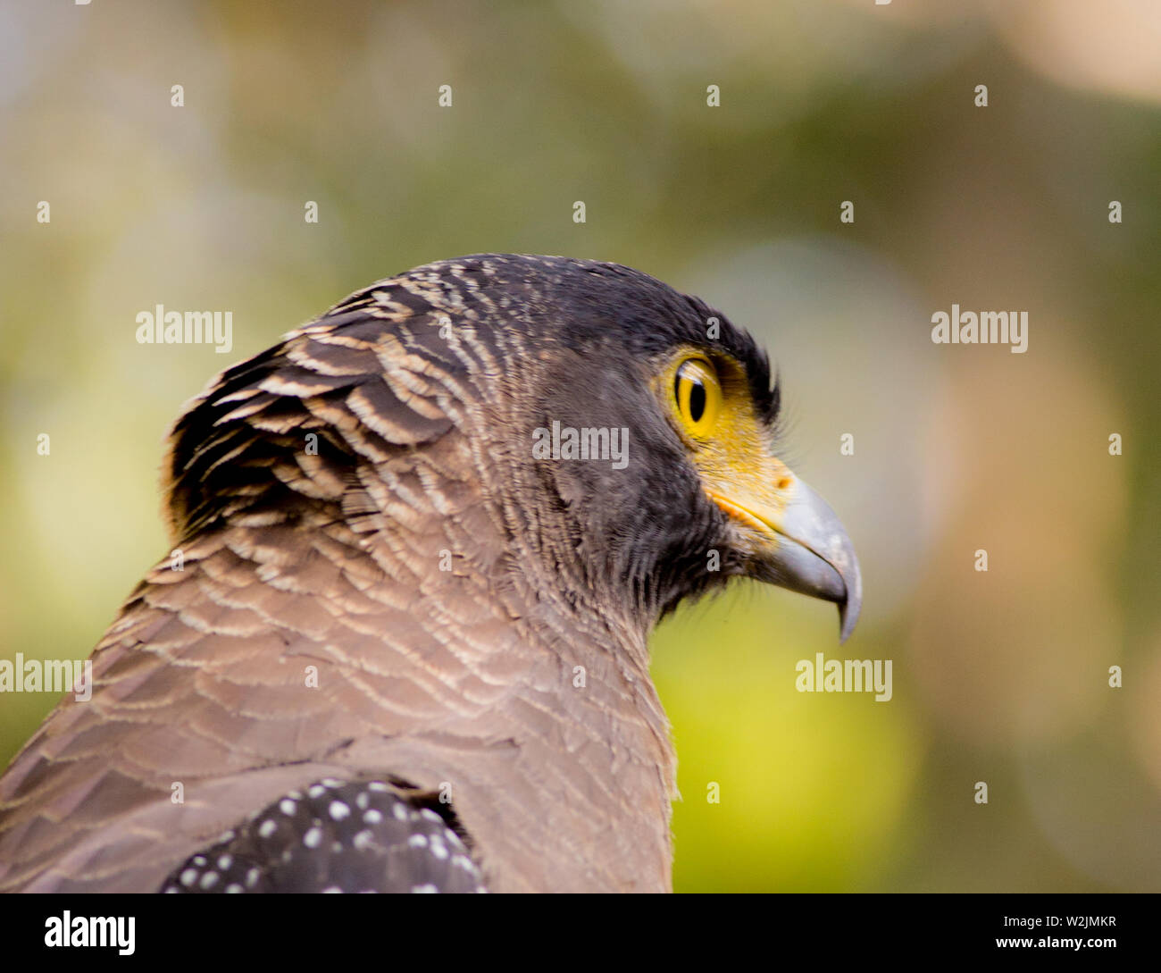 Beautiful and exotic wildlife of Sri Lanka Stock Photo - Alamy