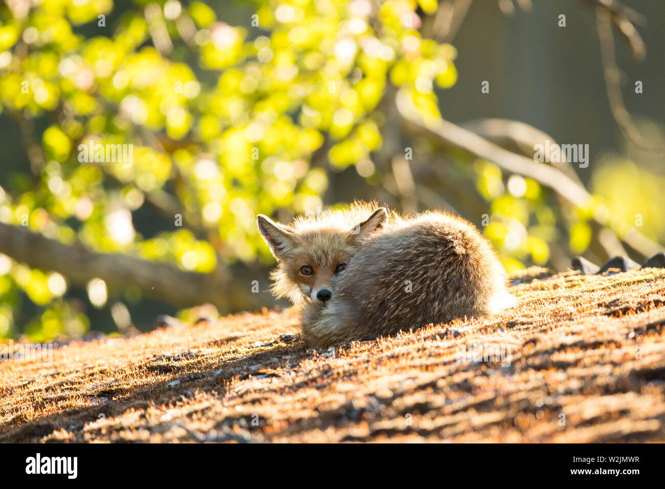 Red fox sleeping on a rooftop (Vulpes vulpes Stock Photo - Alamy