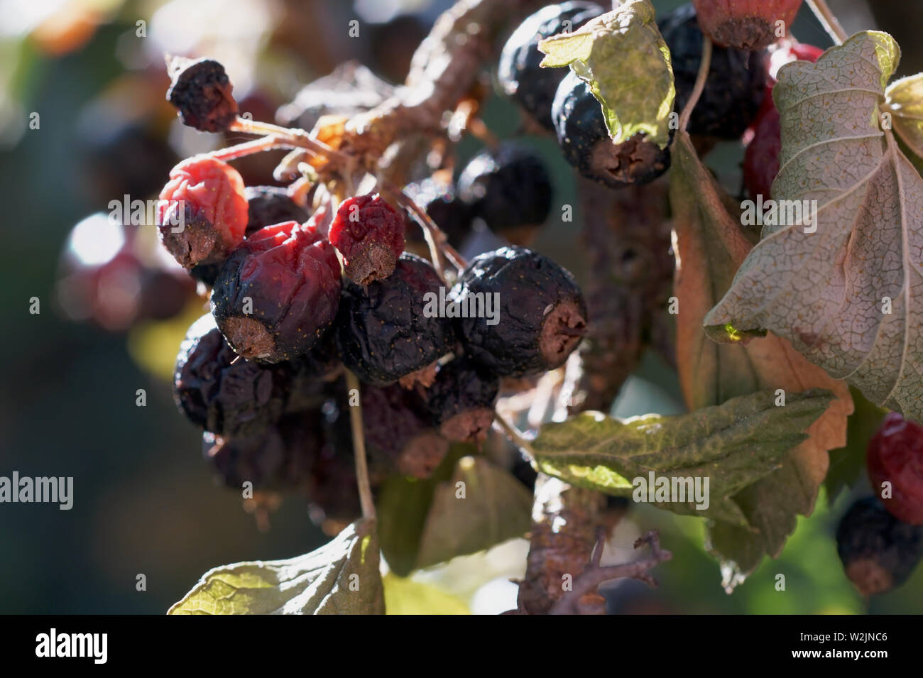 Sick fruits hi-res stock photography and images - Alamy