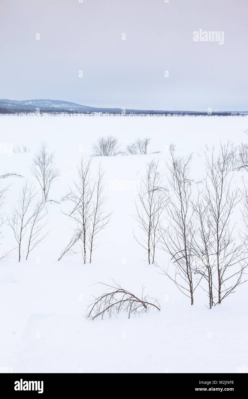 Leafless saplings hi-res stock photography and images - Alamy