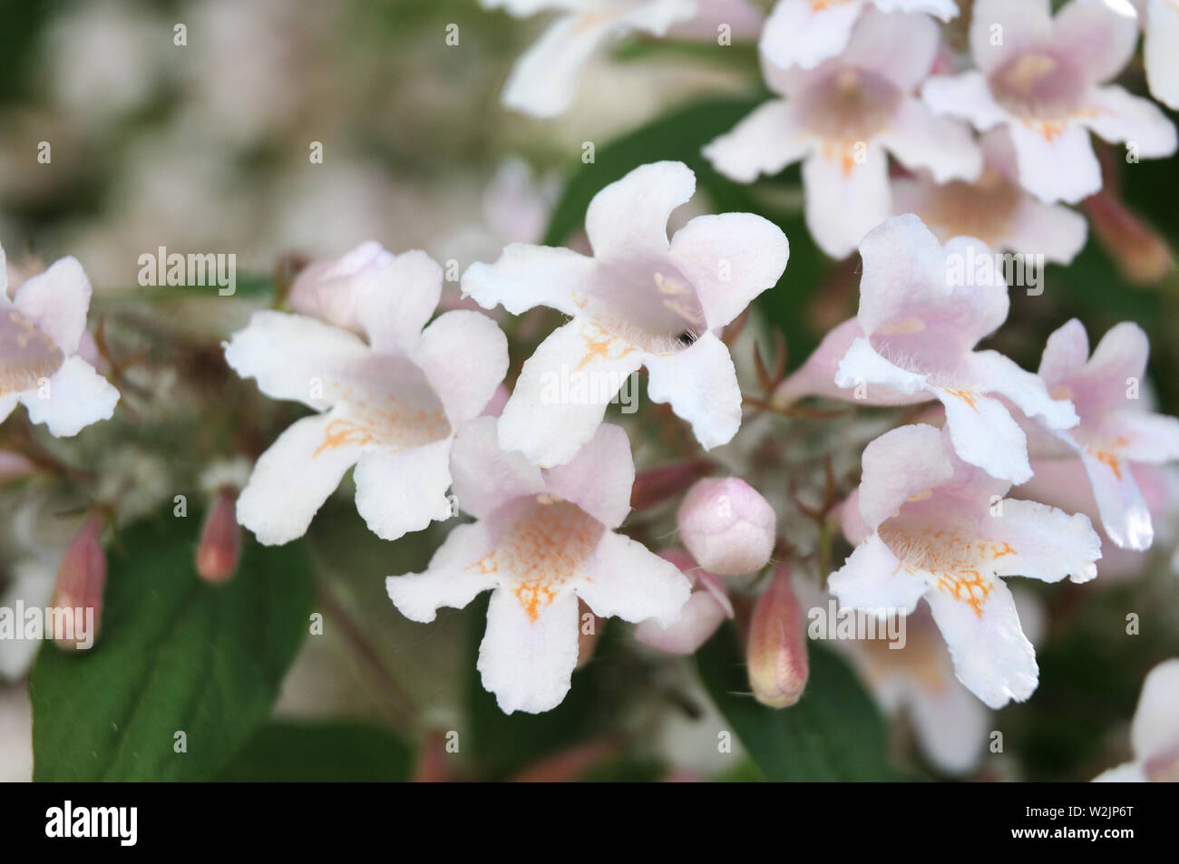 Linnea amabilis hi-res stock photography and images - Alamy