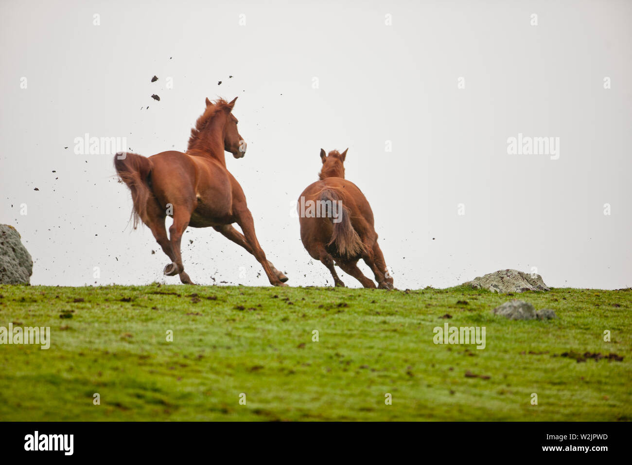 Horses back galloping hi-res stock photography and images - Alamy